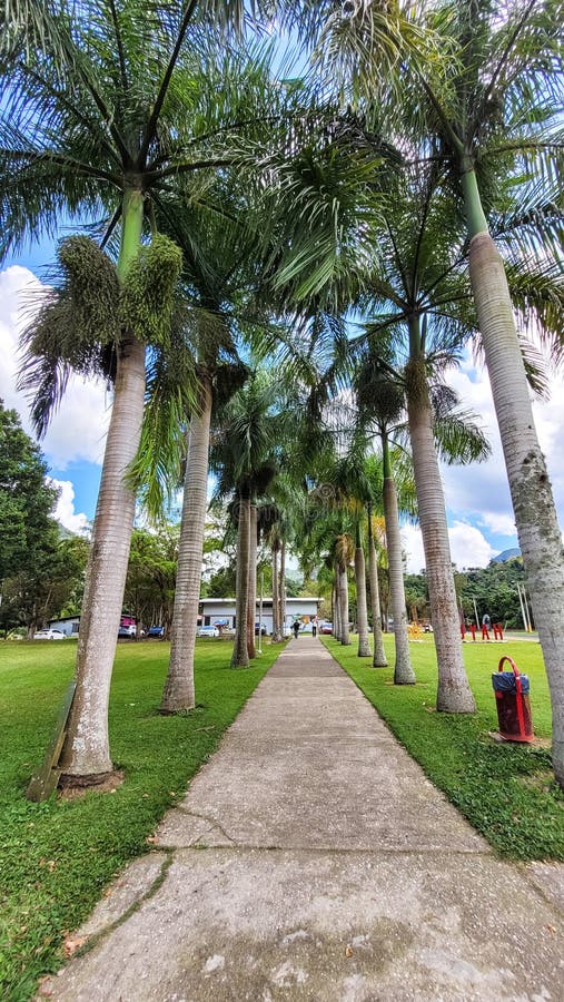 Palm Trees Planted in Rows at El Cemi Museum in Puerto Rico Stock Image ...