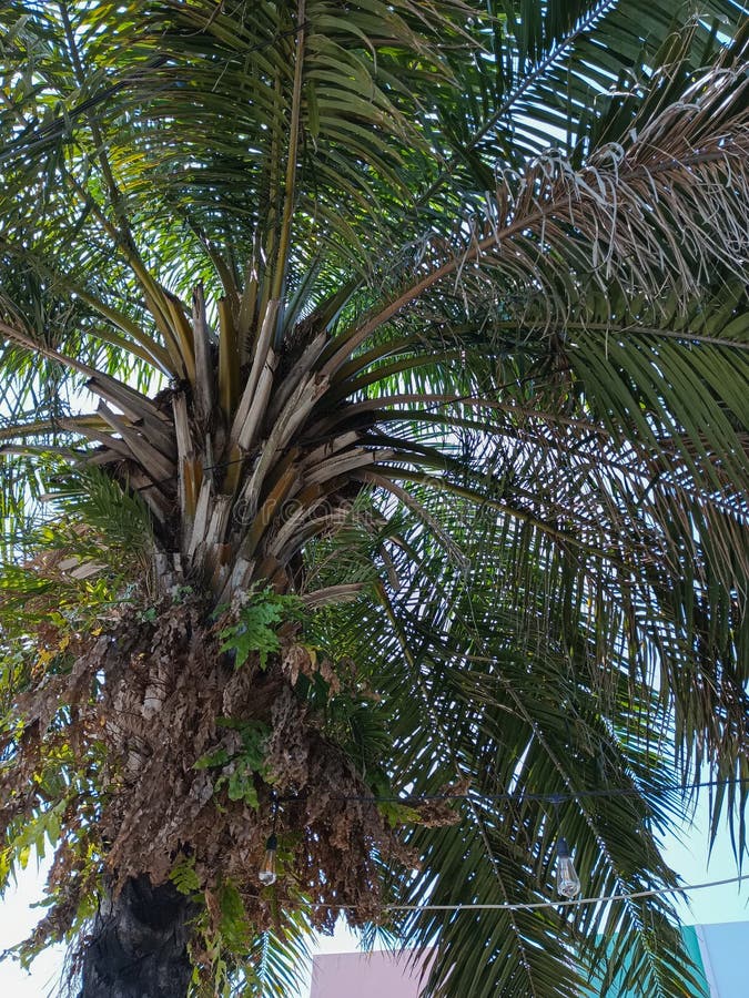 Palm Trees are Planted on the Side of the Road Stock Image - Image of ...
