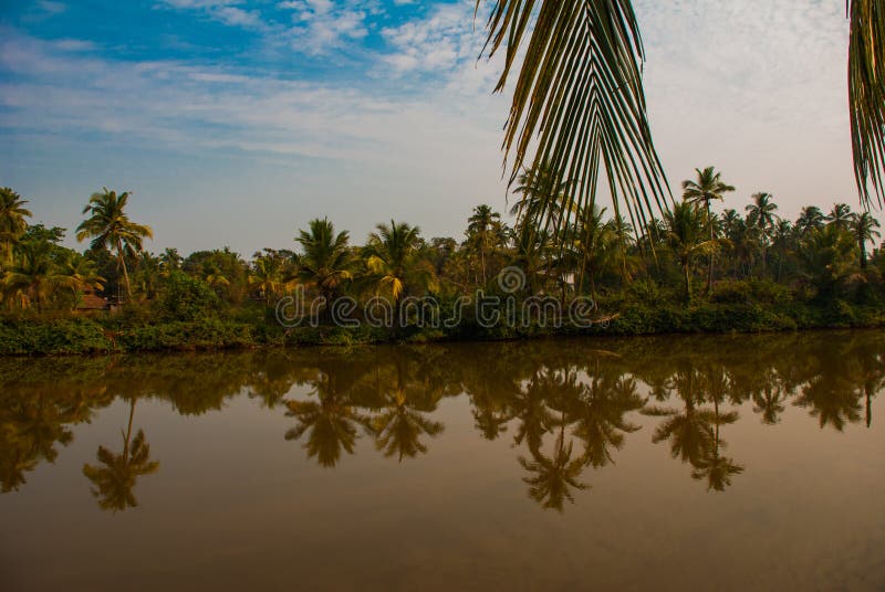 Palm Trees and Pond. Goa. India Stock Photo - Image of mahe, sunny ...