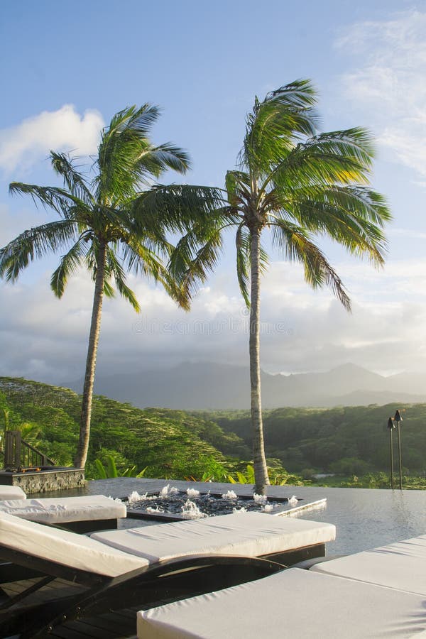 Palm trees by the pool. stock photo. Image of pool, luxury - 25339274