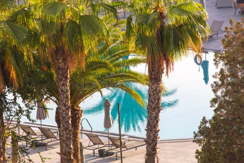 Palm trees by the pool. stock image. Image of paradise - 230260301