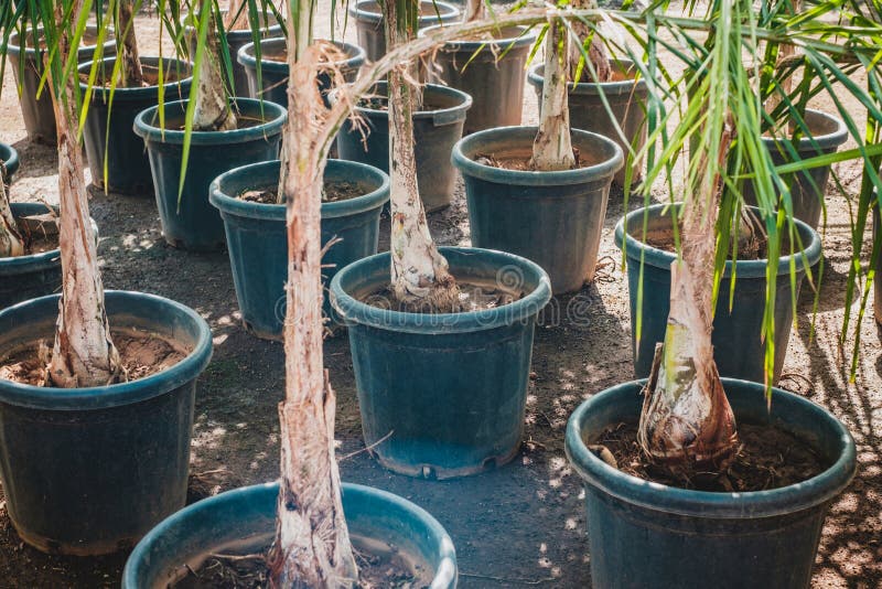 Palm Trees in Pots in Tree Nursery or Garden Store Stock Image - Image ...