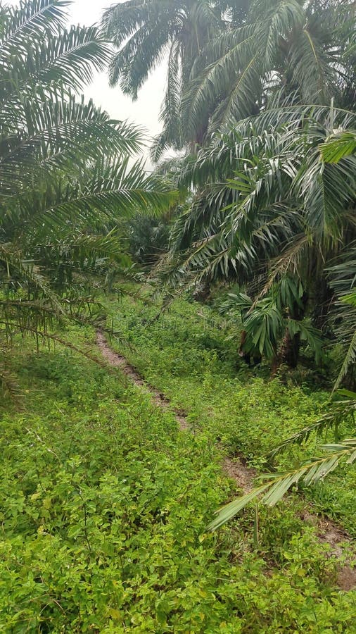 Palm Trees Produce Edible Oil from Nature Stock Image - Image of nature ...
