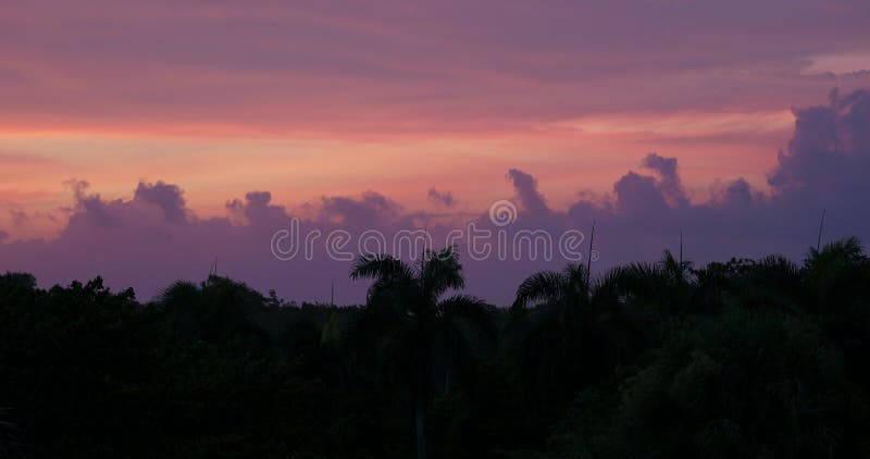 Palm Trees at Purple Sunset Sky, Dominican Republic. Stock Footage ...