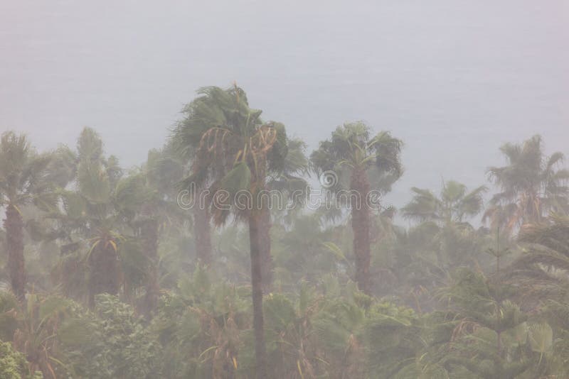 Palm trees in rain water. stock photo. Image of beach - 231770418