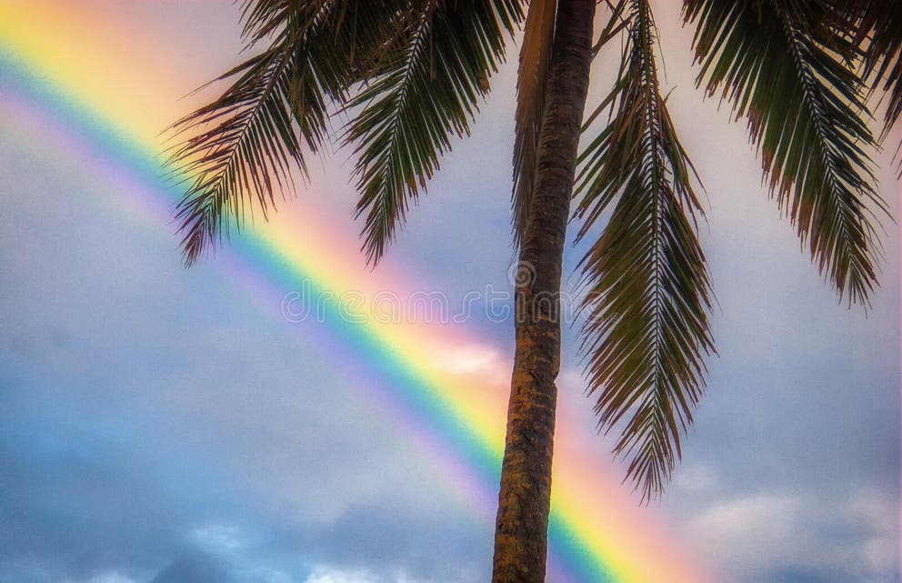Palm trees and a rainbow stock photo. Image of outdoor - 198127552