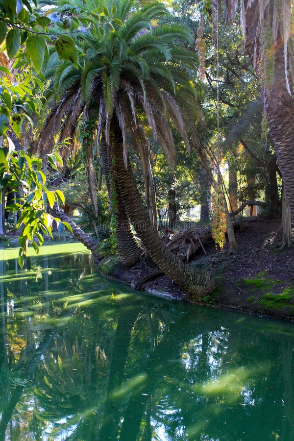 Palm Trees with Reflection in Green Water Stock Image - Image of ...