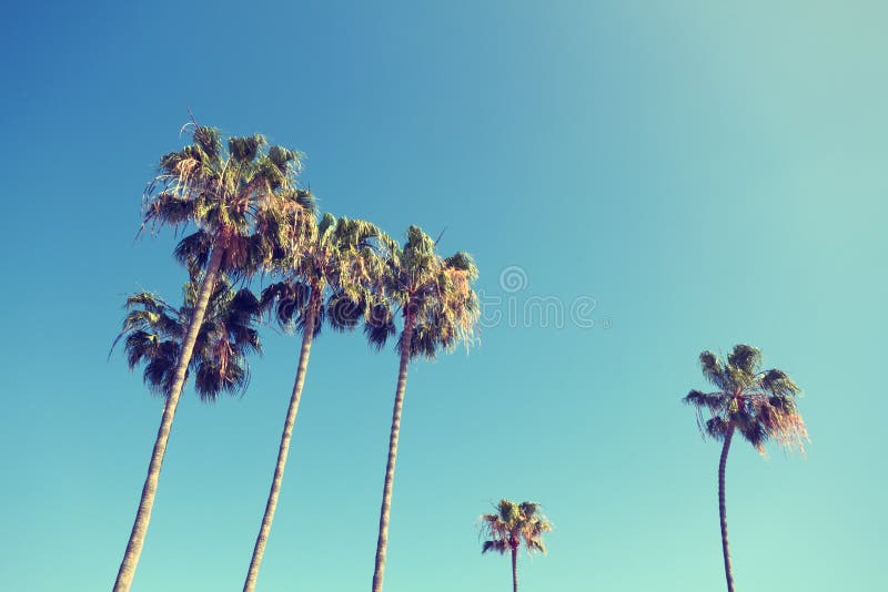 Palm Trees in Retro Style stock photo. Image of county - 55908470