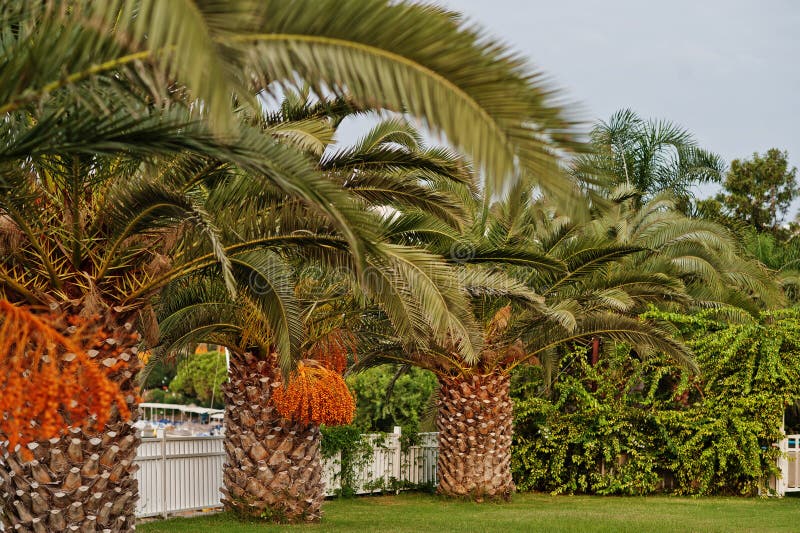 Palm Trees with Ripe Dates at Bodrum, Turkey Stock Image - Image of ...