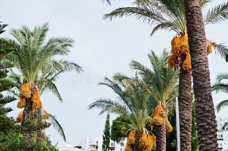 Palm Trees with Ripe Dates at Bodrum, Turkey Stock Photo - Image of ...