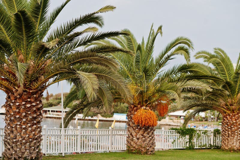 Palm Trees with Ripe Dates at Bodrum, Turkey Stock Image - Image of ...