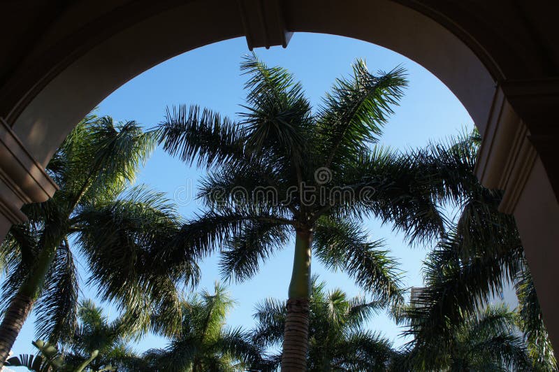 Palm Trees at Ritz-Carlton Naples Stock Image - Image of gulf, carlton ...