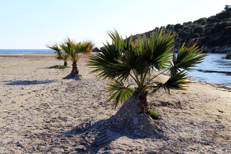Palm trees stock photo. Image of beach, palm, water, coast - 31943166
