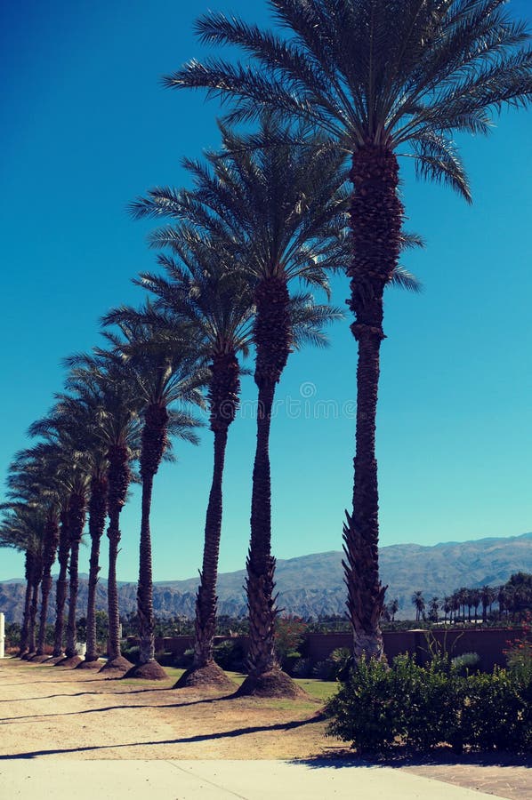 Palm Trees in a Row on Country Road Stock Image - Image of light ...