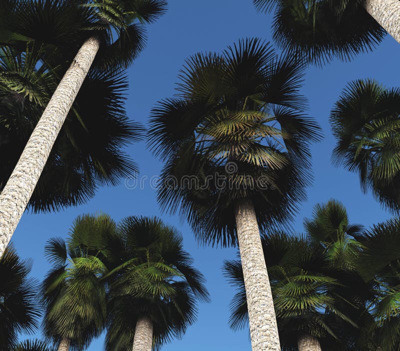 Palm Trees in a Row at Sunset. Stock Illustration - Illustration of ...