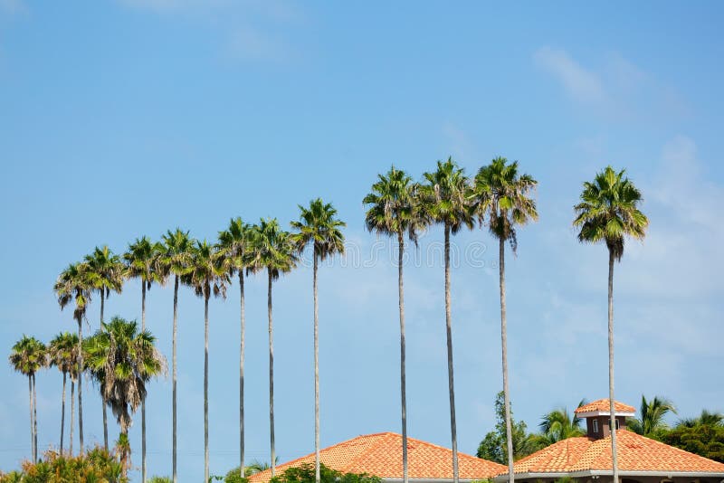 Palm Trees Row stock photo. Image of summertime, beach - 50485598