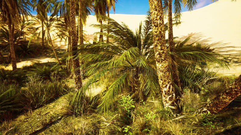 Palm Trees in the Sahara Desert 15 Stock Video - Video of relax, island ...