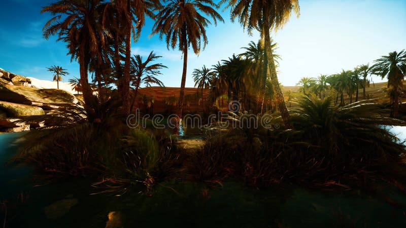 Palm Trees in Sahara Desert 6 Stock Footage - Video of hawaii, ocean ...