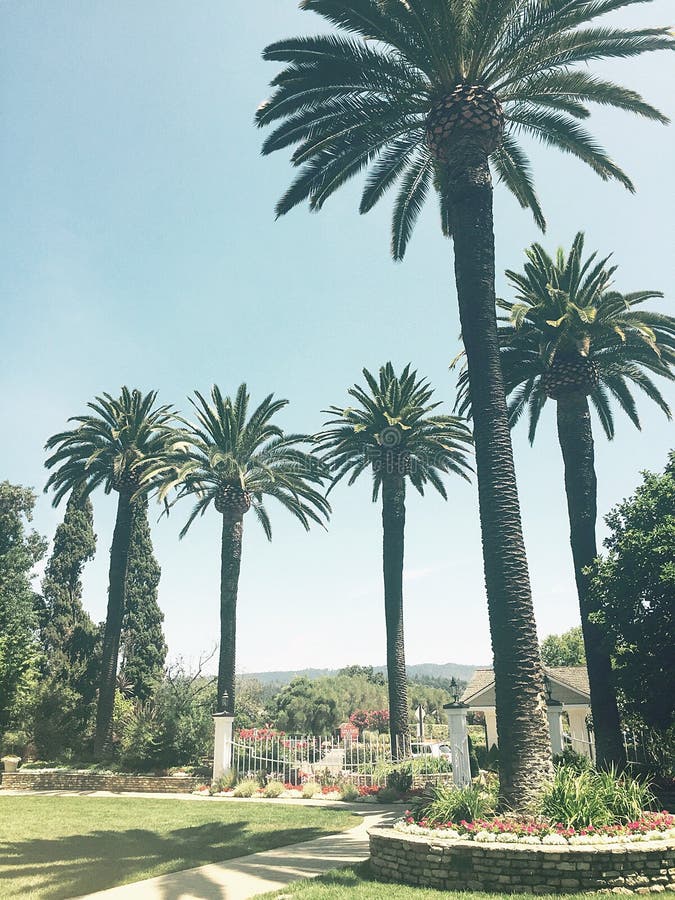 Palm Trees stock image. Image of summer, palm, life, vacation - 57710263
