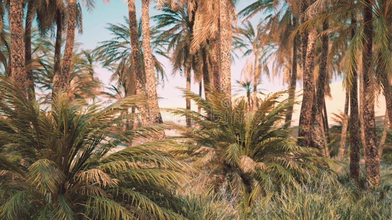 Palm Trees and the Sand Dunes in Oasis 3 Stock Video - Video of indian ...