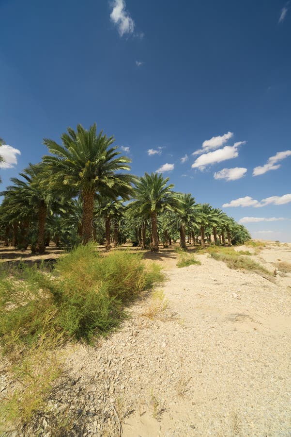 Palm trees stock image. Image of atoll, landscape, plant - 61856735