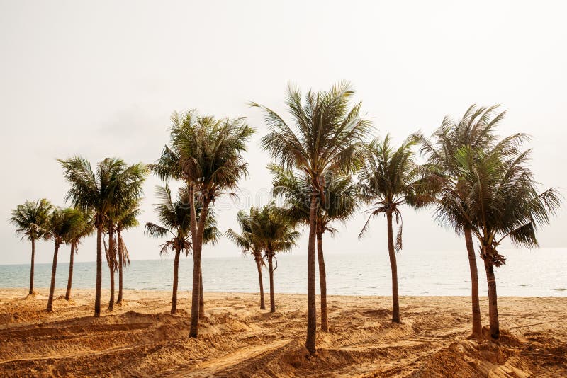 Palm Trees on the Sand by the Sea in Summer Stock Photo - Image of ...