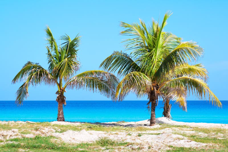 Palm Trees in a Sandy Beach Stock Photo - Image of getaway, shore: 11140174