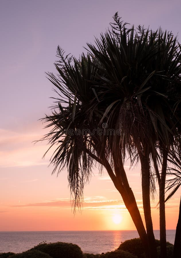 Palm Trees on a Sandy Beach by Water at Sunset. Stock Image - Image of ...