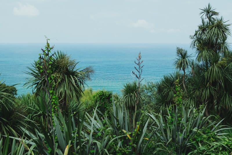 Tropical Forest Near the Sea. Beautiful Summer Landscape. Seascape ...