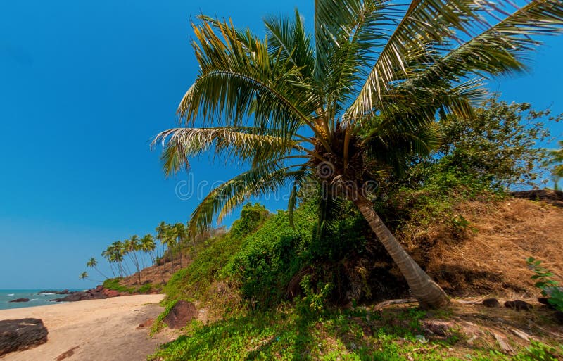 Palm trees by the sea. Goa stock image. Image of exotic - 179269781