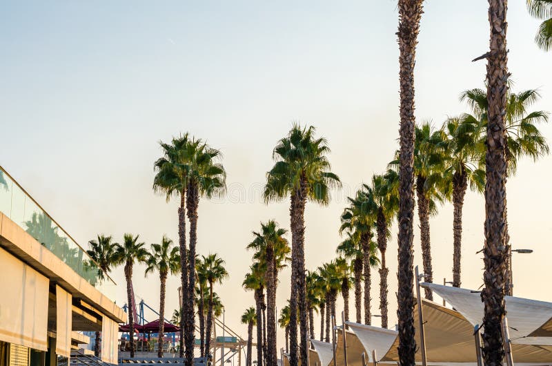 Palm Trees in the Seafront of Malaga, Spain Stock Photo - Image of ...