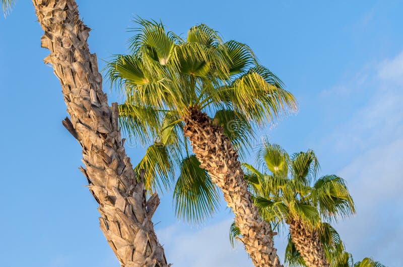 Palm Trees in the Seafront of Malaga, Spain Stock Photo - Image of ...