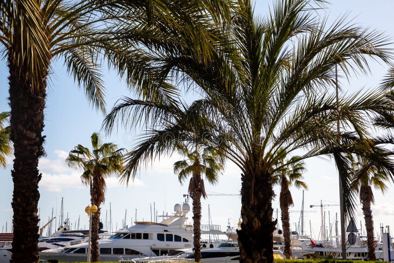 Palm Trees on the Seashore, White Yachts are on the Horizon in the ...