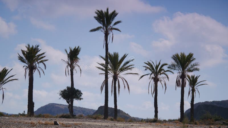 Palm Trees in Sierra Alhamilla Mountains, Spain Stock Photo - Image of ...
