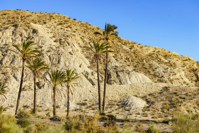 Palm Trees in Sierra Alhamilla Mountains, Spain Stock Photo - Image of ...