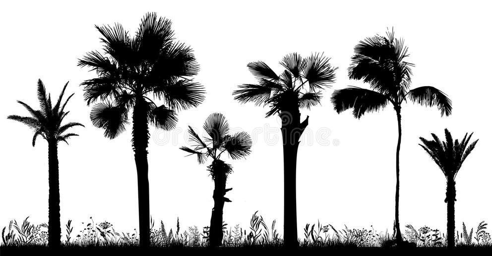 Palm Trees Silhouette. Not AI, Vector Illustration. Stock Vector ...
