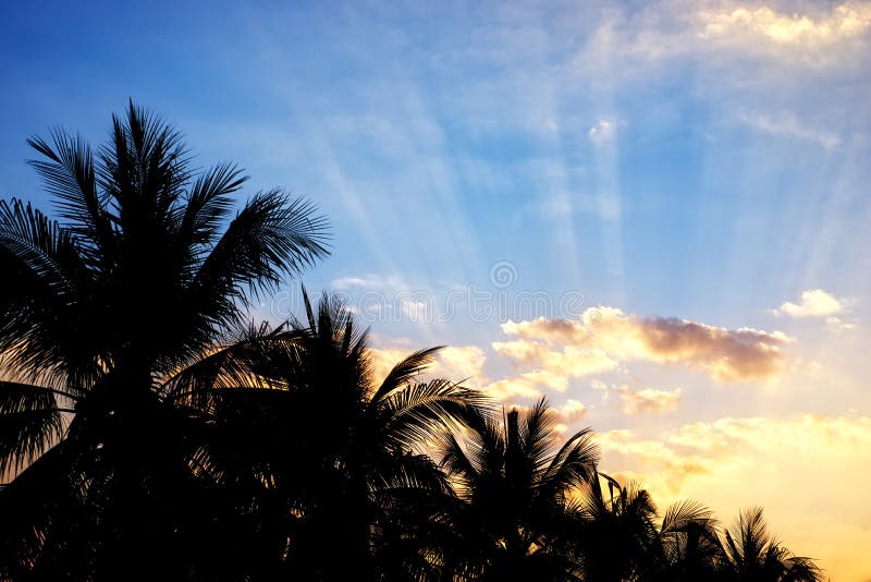 Palm Trees Silhouette at Sunset Stock Image - Image of evening ... Palm Trees Silhouette at Sunset Stock Image - Image of evening ...