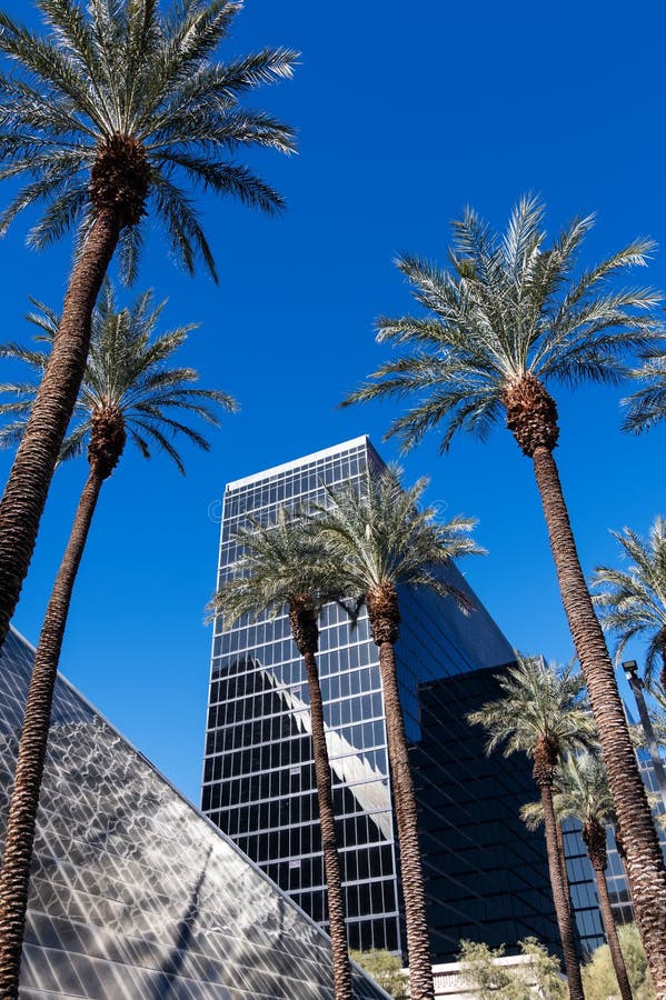 Palm Trees and Skyscrapers Against a Cloudless Blue Sky. Bottom View ...