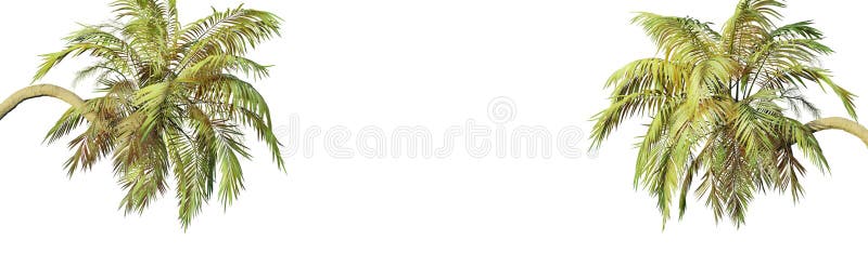 Palm Trees with Space for Text on a White Background Stock Illustration ...