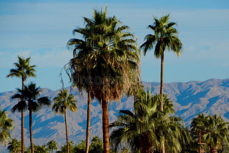 Desert Palms stock image. Image of desert, trunks, fronds - 105540529