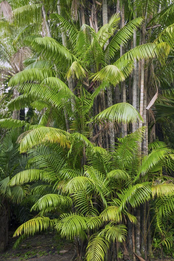 696 Cluster Palm Trees Stock Photos - Free & Royalty-Free Stock Photos ...