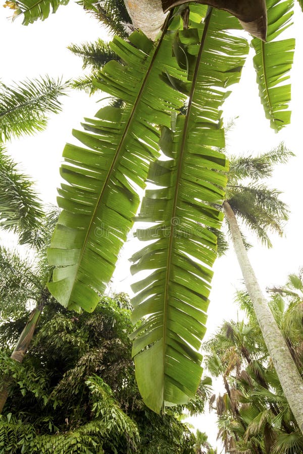 Palm Trees in Springtime in South Florida. Stock Image - Image of south ...