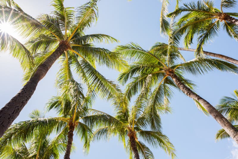Hawaiian Palm Trees stock image. Image of climate, vacation - 94268111