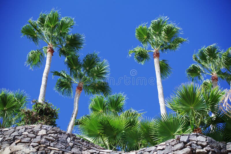 Palm trees with stones stock photo. Image of beautiful - 40988868