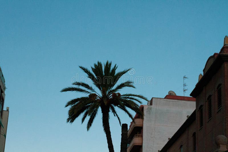 Palm trees on the city stock photo. Image of tour, roof - 196355486