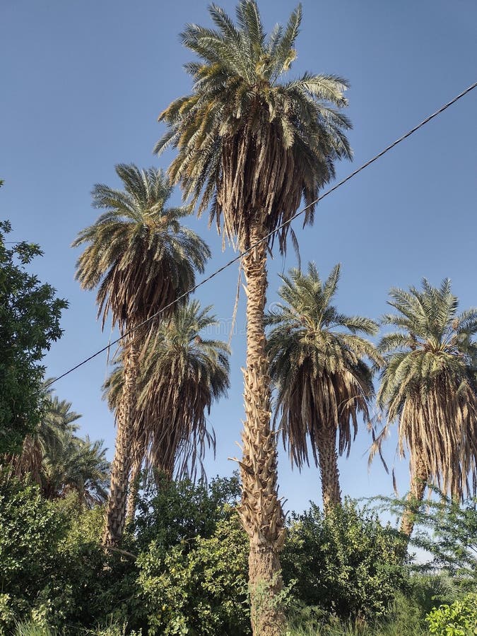 Palm trees in Sudan stock photo. Image of amazing, nature - 344234330
