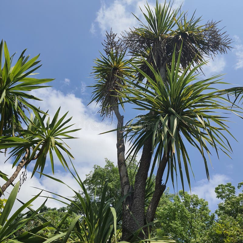 Palm Trees in Summer in Europe, Small Palms Stock Image - Image of ...