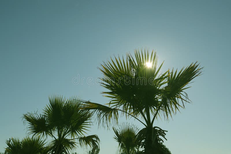 Palm Trees and Sun Rays on Blue Sky Background. Coconut Palm Tree on ...