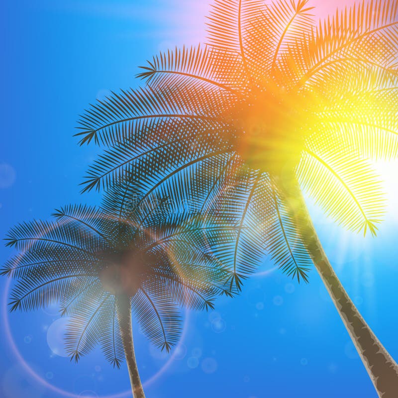 Palm trees and sun in sky. stock vector. Illustration of palm - 42464068