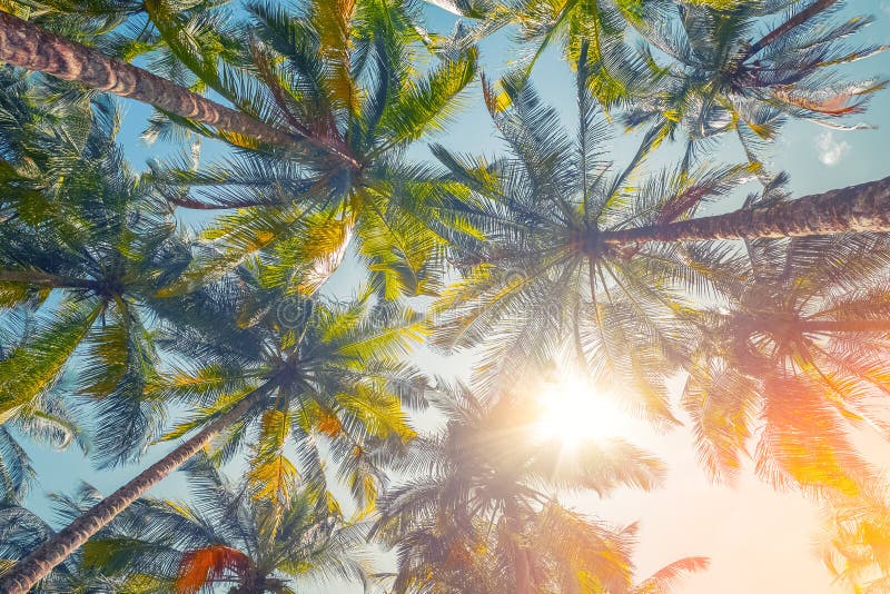 Palm trees with sun stock photo. Image of leaf, green - 91695866